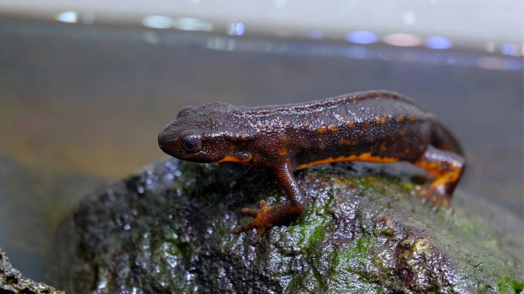 35 Animals That Live In Ponds (List With Pictures)