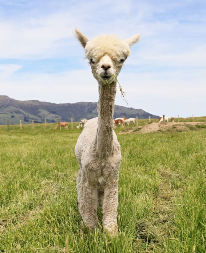 30 Skinny Animals List (Examples With Pictures)