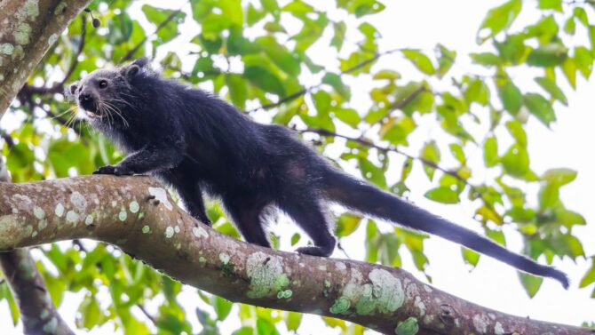 30 Animals With Long Tails (Examples With Pictures)