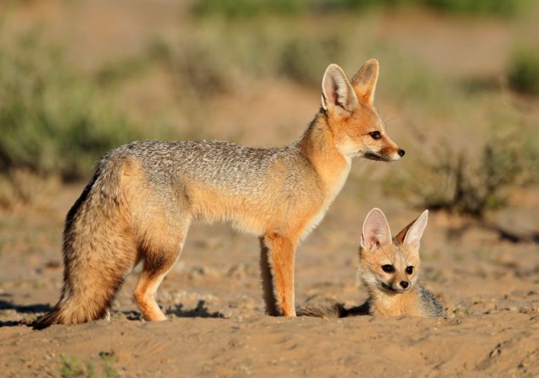 Types Of Wild Dogs (33 Wild Dog Species With Pictures)