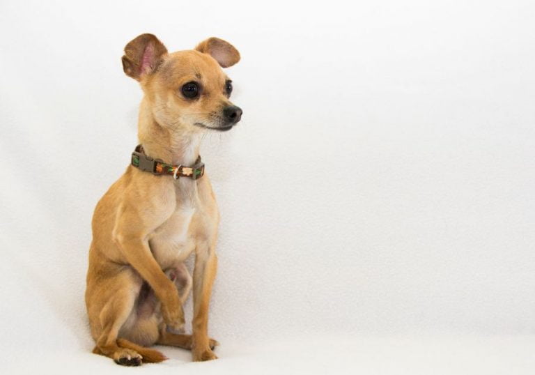 30 Skinny Animals List (Examples With Pictures) - Animal Vivid