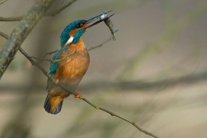 35 Animals That Live In Ponds (List With Pictures)