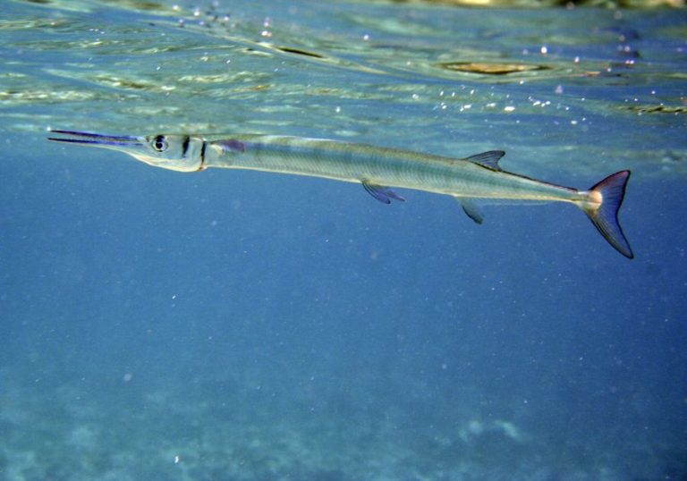 30 Skinny Animals List (Examples With Pictures) - Animal Vivid