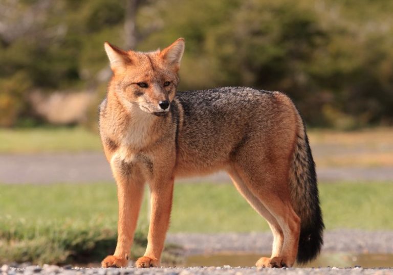 Types Of Wild Dogs (33 Wild Dog Species With Pictures)