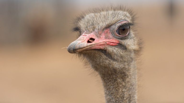 Do Ostriches Have Teeth? Do They Bite? (Facts) - Animal Vivid