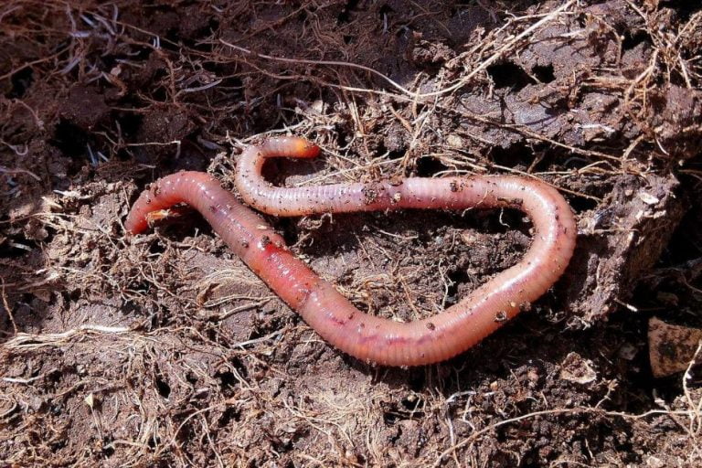 Animals Without Brains (13 Brainless Species, Pictures)