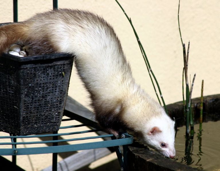 30 Skinny Animals List (Examples With Pictures) - Animal Vivid