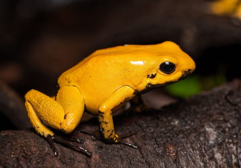 30 Yellow Animals That Are Stunning (List & Pictures) - Animal Vivid