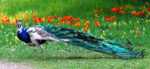 30 Animals With Long Tails (Examples With Pictures)