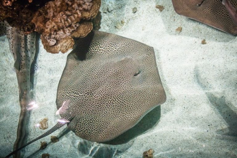 30 Animals With Long Tails (Examples With Pictures)