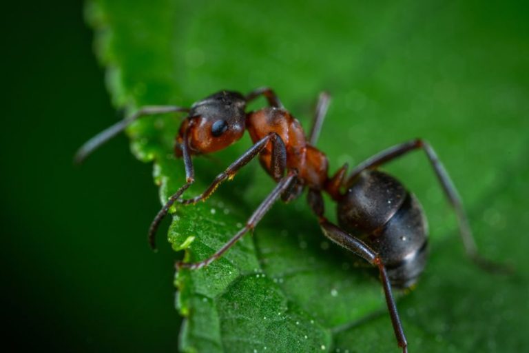 Do Ants Pee And Poop? (Scientific Answer & Explanation) - Animal Vivid