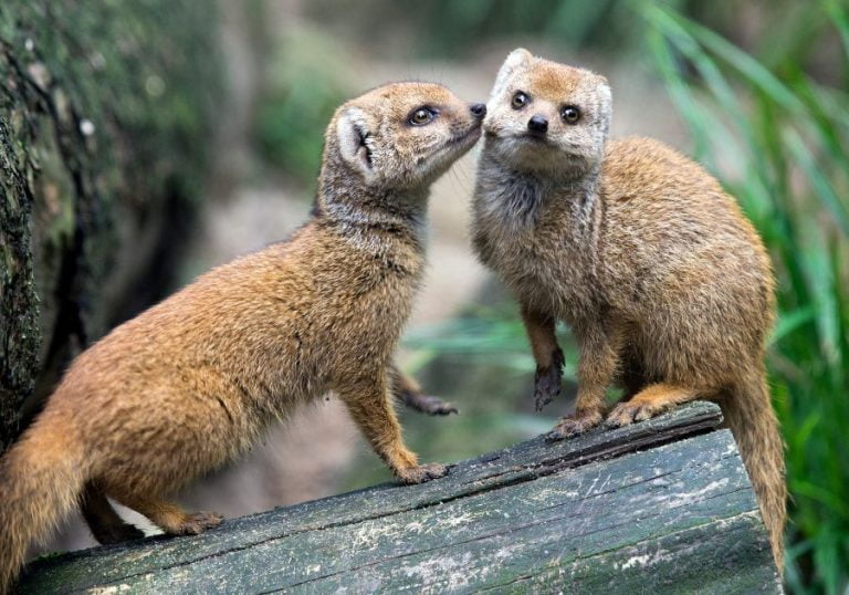 30 Skinny Animals List (Examples With Pictures) - Animal Vivid