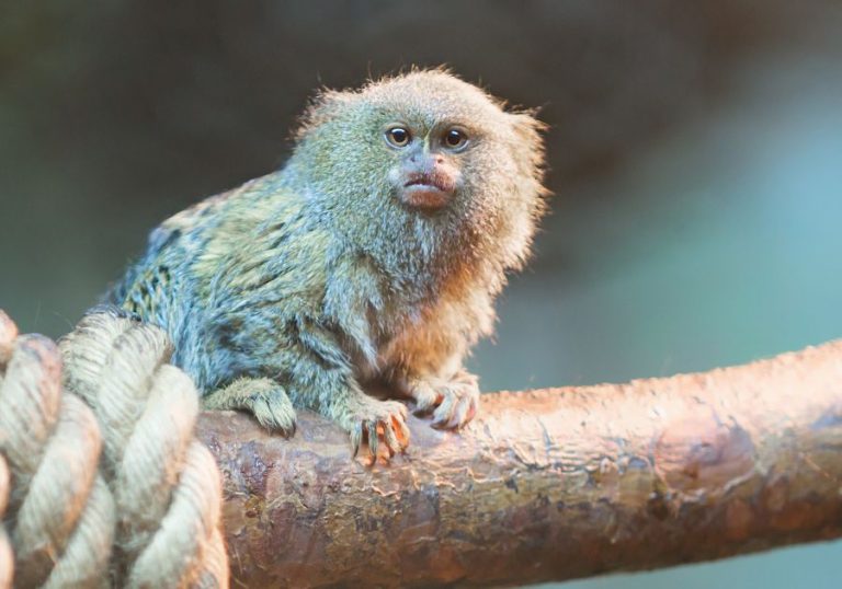 30 Skinny Animals List (Examples With Pictures) - Animal Vivid