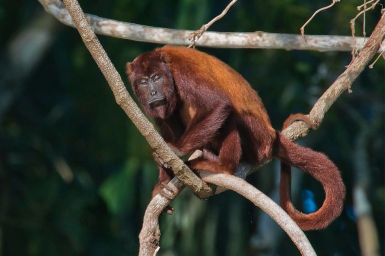 30 Animals With Long Tails (Examples With Pictures)