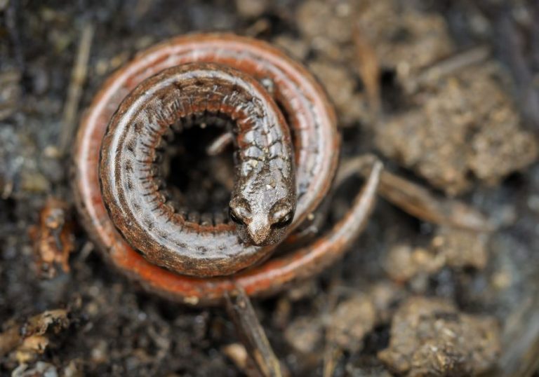 30 Skinny Animals List (Examples With Pictures) - Animal Vivid