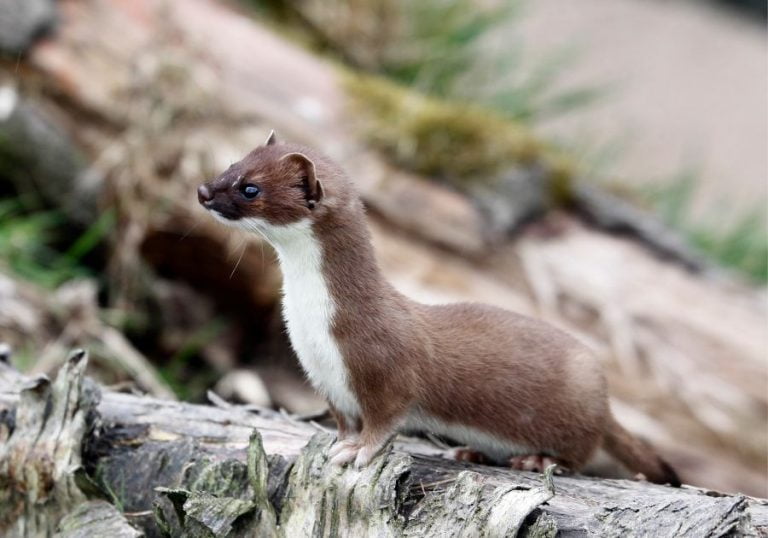 30 Skinny Animals List (Examples With Pictures) - Animal Vivid