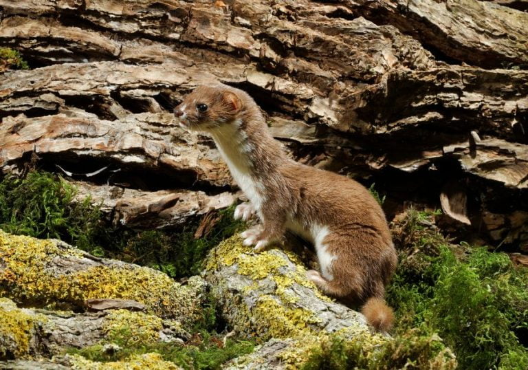 30 Skinny Animals List (Examples With Pictures)