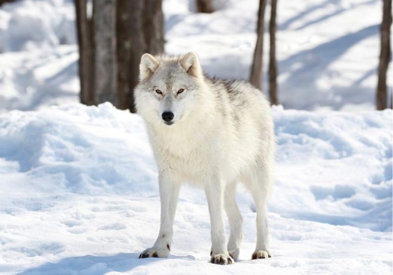 What Colors Can Wolves Be? 7 Common & Rare Wolf Colors