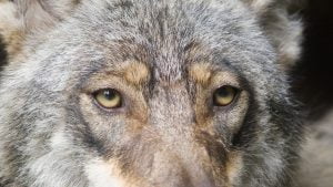 Wolf Eye Colors: What Color Are Wolves Eyes?