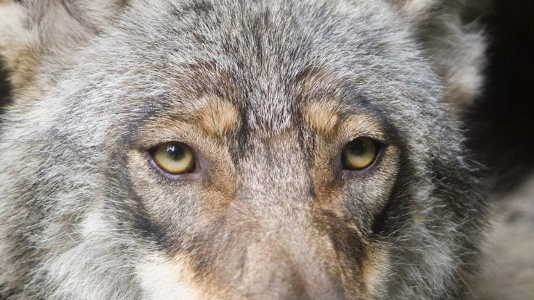 Wolf Eye Colors: What Color Are Wolves Eyes?