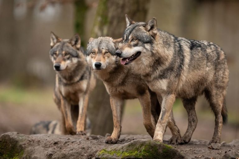 What Colors Can Wolves Be? 7 Common & Rare Wolf Colors