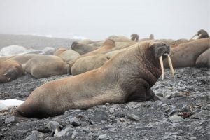 Animals With No Legs (20 Legless Species, With Pictures)