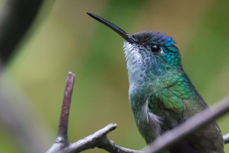 30 Purple Birds List (Species With Pictures & Facts)