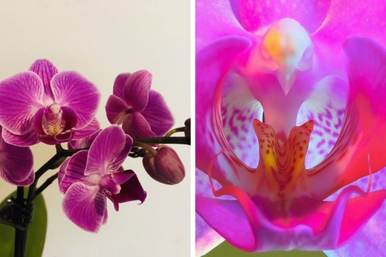 10 Unique Flowers That Look Like Birds You Can Grow