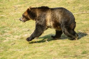 How Fast Can A Grizzly Bear Run? Can You Outrun A Bear?