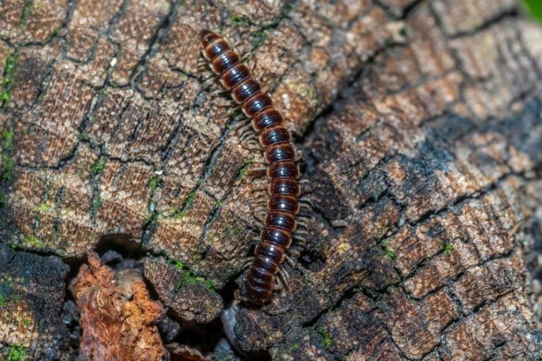 10 Most Dangerous Animals In Samoa