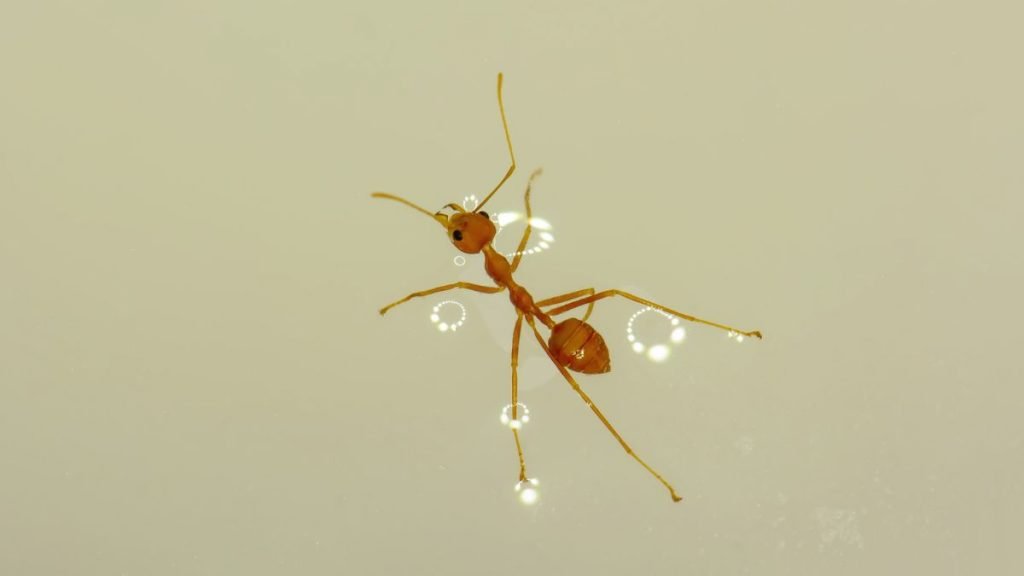 Can Ants Swim In Water? (5 Types Of Swimming Ants)