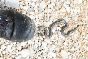 Do Snakes Feel Pain? (What Science Has To Say)