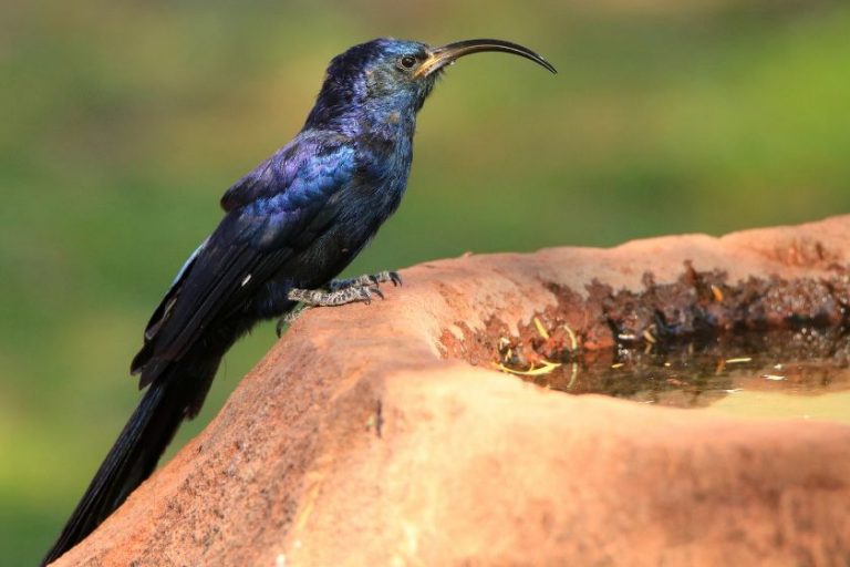 30 Purple Birds List (Species With Pictures & Facts)