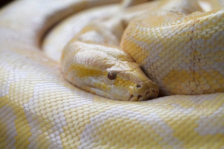 Do Snakes Blink Their Eyes? Do Snakes Have Eyelids?
