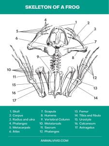 Do Frogs Have Backbones? (Is A Frog A Vertebrate?)