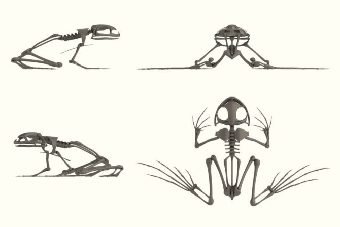 Do Frogs Have Backbones? (Is A Frog A Vertebrate?)