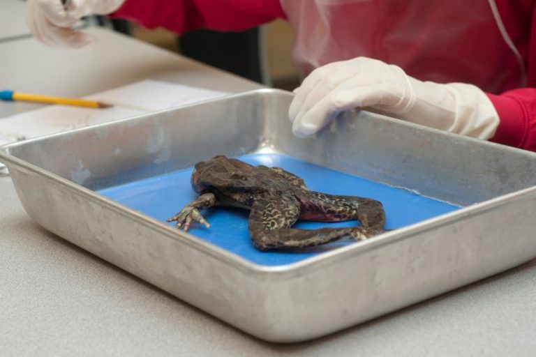 Do Frogs Feel Pain? (Here's What Science Says)