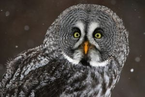 35 Sneaky Animals That Are Stealthy (With Pictures)