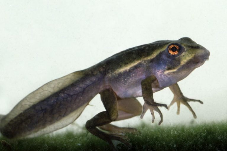 Do Frogs Have Backbones? (Is A Frog A Vertebrate?)