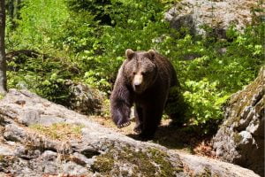 How Fast Can A Grizzly Bear Run? Can You Outrun A Bear?
