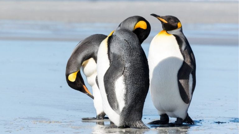 Do Penguins Have Knees? (Penguin Legs, Knees & Ankles)