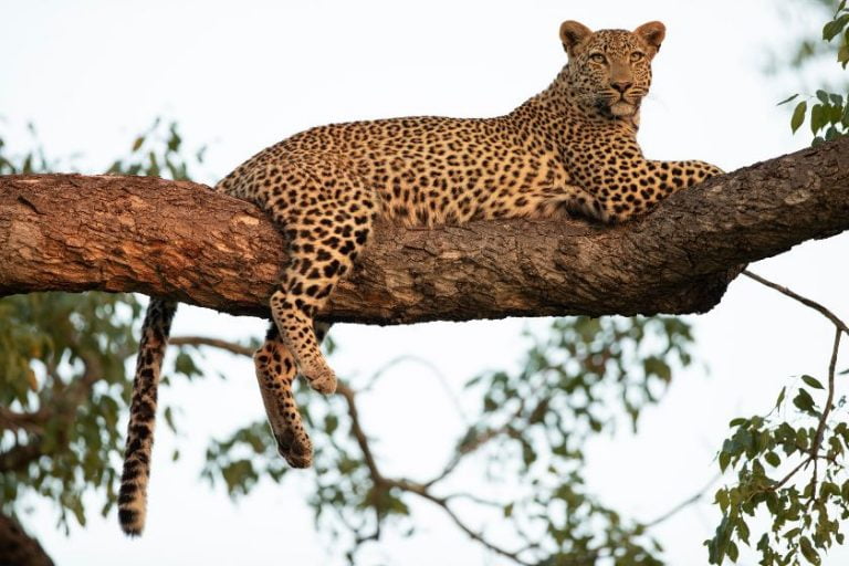 Jungle Animals: 15 Animals That Live In The Jungle +Pictures