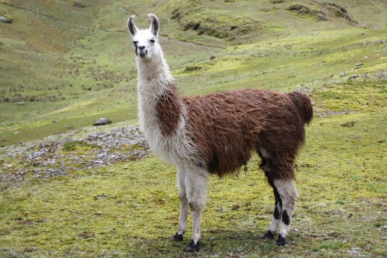 30 Amazing Long Neck Animals (List With Pictures)