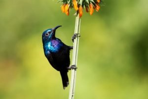 30 Purple Birds List (Species With Pictures & Facts)