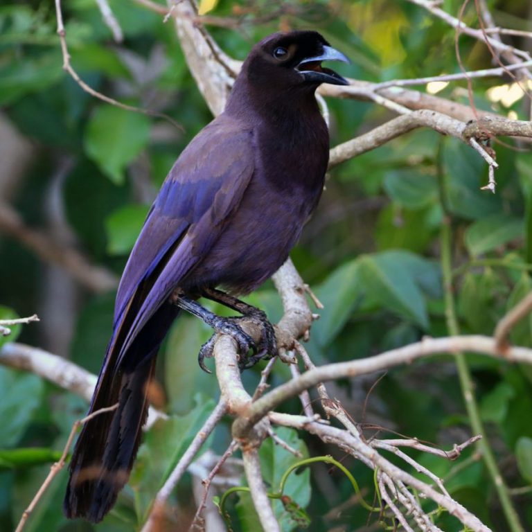 30 Purple Birds List (Species With Pictures & Facts)