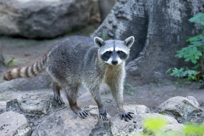 12 Most Dangerous Animals In Idaho (Some Are Deadly!)