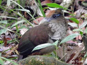30 Purple Birds List (Species With Pictures & Facts)