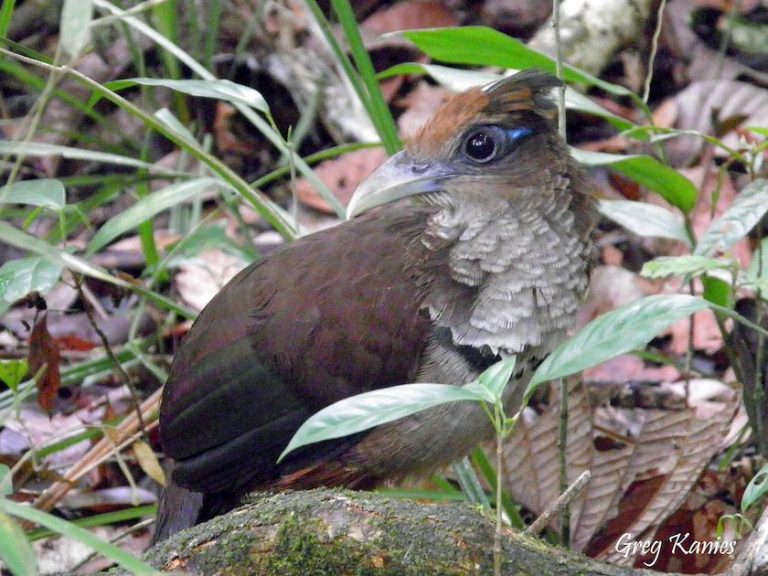 30 Purple Birds List (Species With Pictures & Facts)