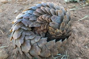 8 Facts About Pangolins (The Only Mammals With Scales)