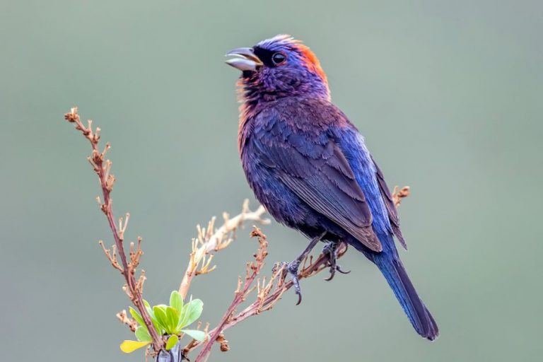 30 Purple Birds List (Species With Pictures & Facts)